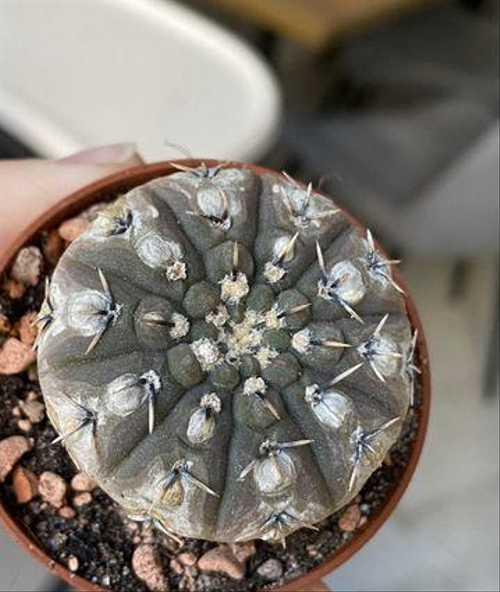 Кактус gymnocalycium stellatum