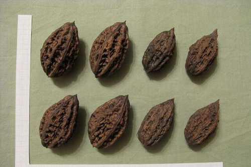 Маньчжурские орехи (осень 2020), подробно внутри