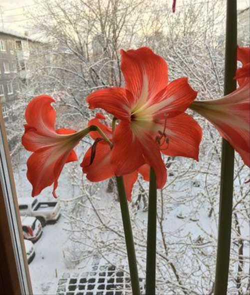 Гиппиаструм (аммарилис)