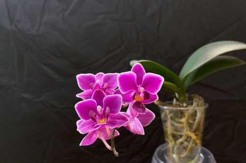 Орхидея Фаленопсис Мини Noname 4. Цветет