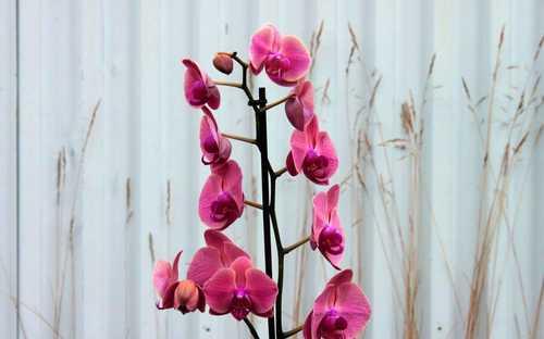 Орхидея "Азиан Корал"
