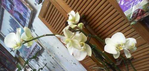 Орхидея Фаленопсис Н 60 см. отцветающая