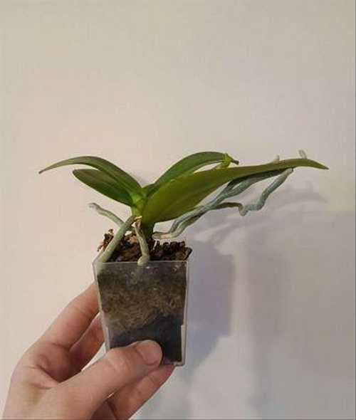 Орхидея фаленопсис мини белая