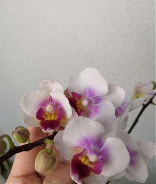 Орхидея фаленопсис Pico Sweetheart
