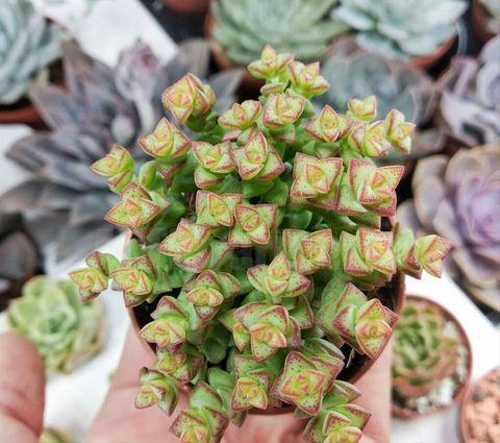 Крассула Рупестрис Том тумб Crassula Tom Thumb