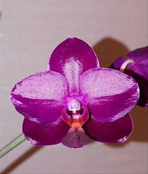 Орхидея фаленопсис Phal. Sogo relex