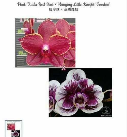 Орхидея фаленопсис сеянцы