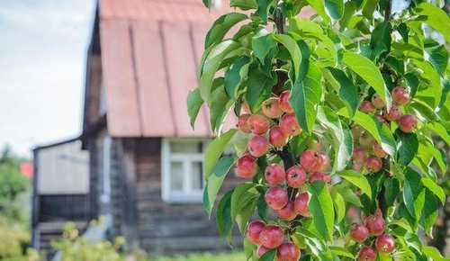 Колонновидные яблони - находка для маленького сада