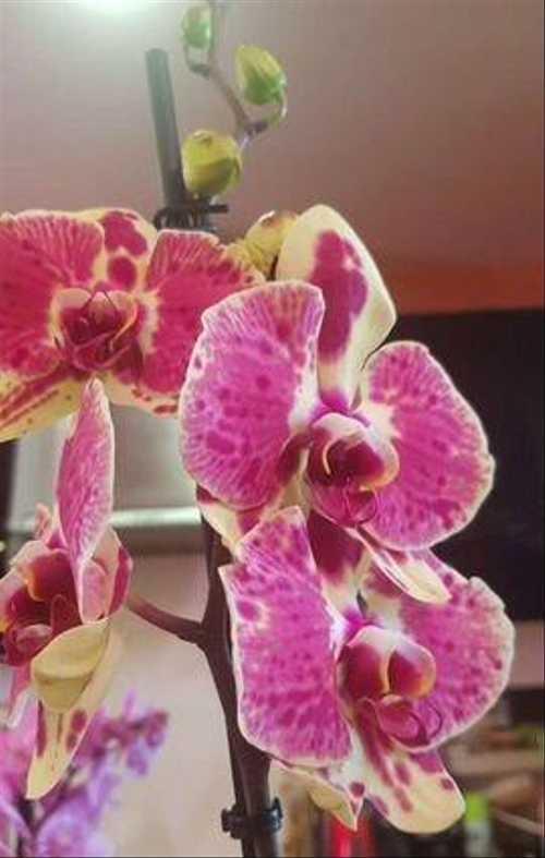 Орхидея фаленопсис пунш экзотик сортовый 1 стрела
