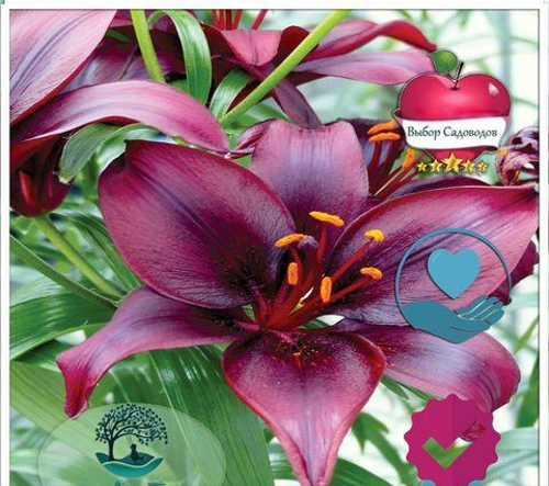 Саженцы лилия