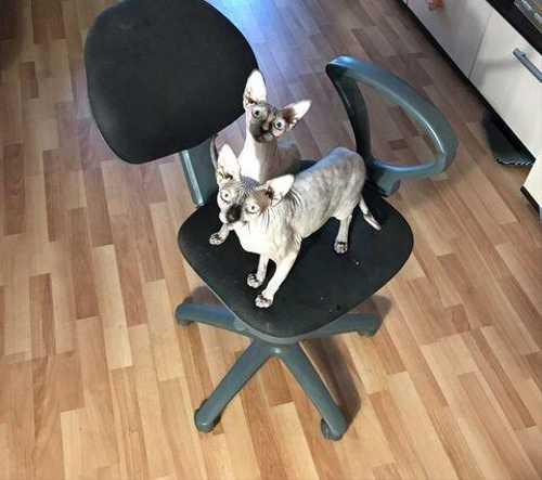 Офисный стул для котиков