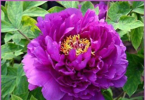 Цветок Пион Фиолетовый лотос древовидный 1 в короб
