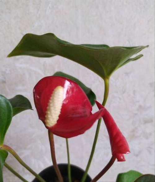 Антуриум Динамит red