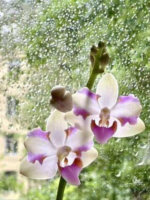 Орхидея фаленопсис Pulcherrima 4N