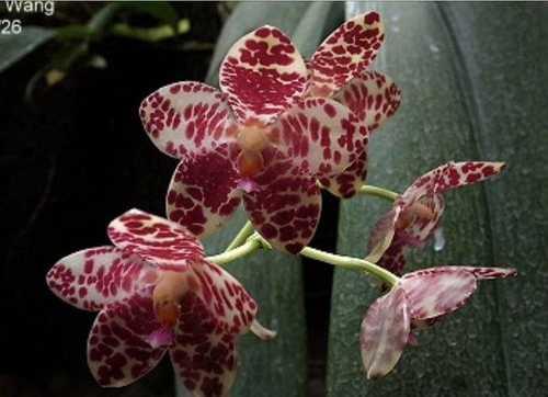 Орхидея phal. Gigantea