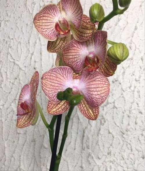 Орхидея фаленопсис “Ravello”