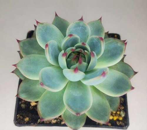 Лист. Черенки Echeveria Chihuahuensis