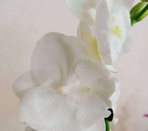 Орхидея Phal. Younghome Cloud