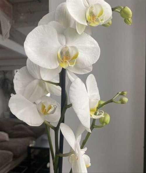 Орхидея фаленопсис 1 ств