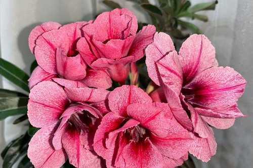 Адениум Swallow