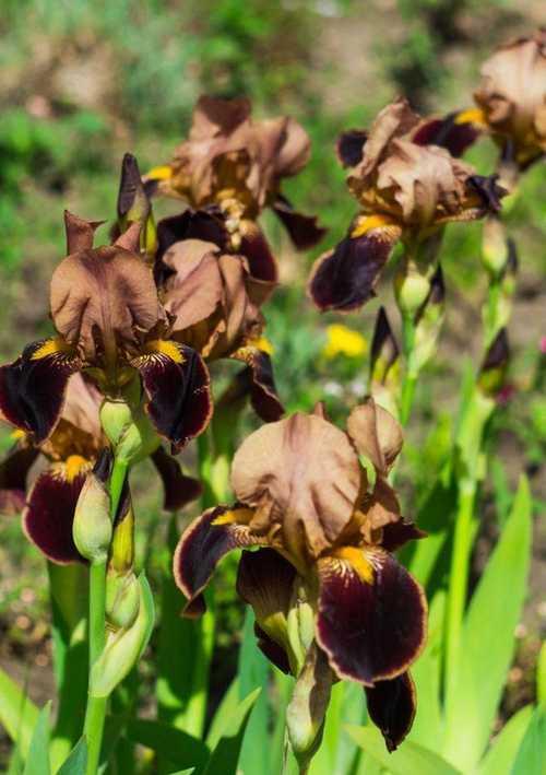 I sell cheap Iris tubers. The flowers are beautiful and large. Please write in p