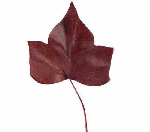 Стабилизированный Лист Плюща "Ivy Hedera Red" (15