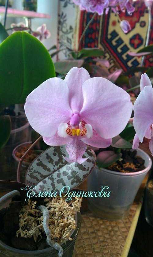Орхидея Schilleriana 'Pink Butterfly'