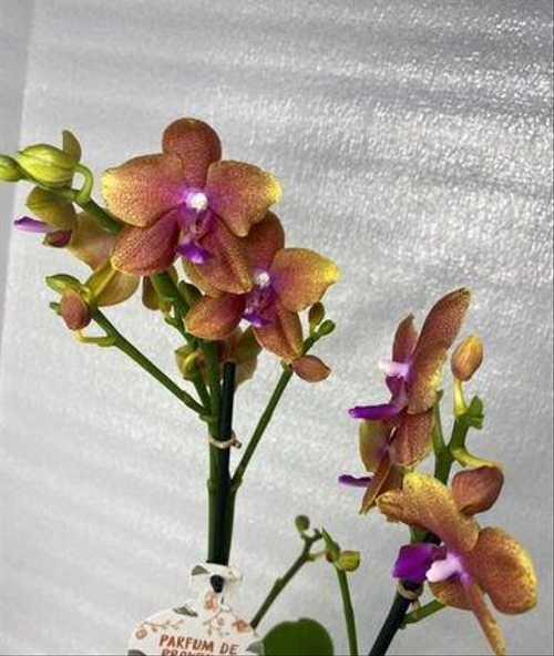 Орхидея фаленопсис «Ароматный Будда»