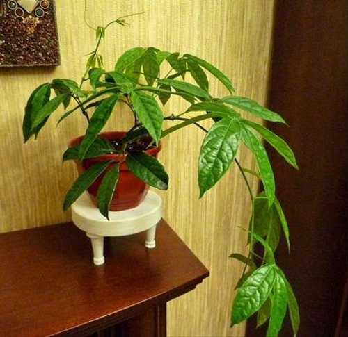Растение Тетрастигма Вуанье
