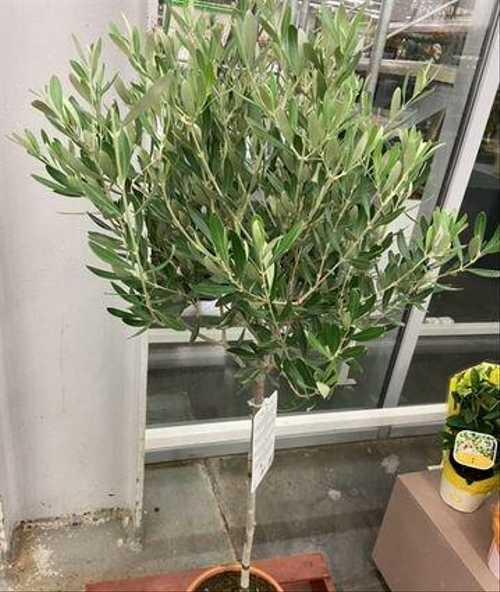 Олива / Оливка / Оливковое дерево Н 120 см