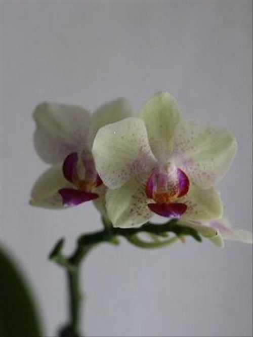 Мини Фаленопсис орхидея (цветет)