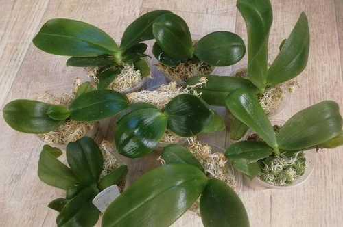 Орхидея фаленопсис. Сеянцы
