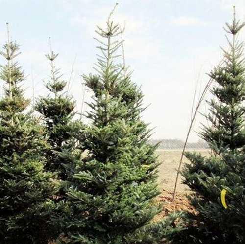 Пихта Корейская Abies