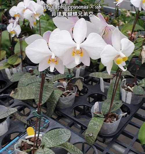 Phal. Philippinensis x sib / Орхидея фаленопсис