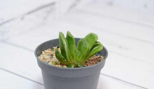 Haworthia Truncata var. (Хавортия) (SCT28681)