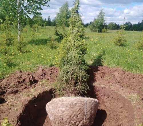 Саженцы Ели Сосны Берёзы оптом