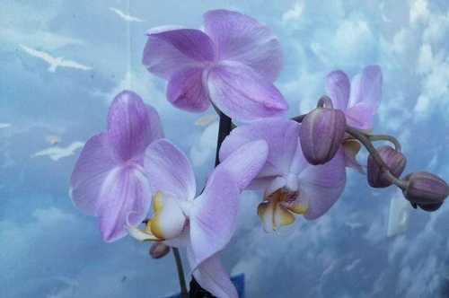 Орхидея фаленопсис сиреневая с белым.Цветет сейчас