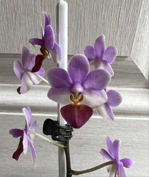 Орхидея Phal. Liu's Triprince 'MK' (цветёт)