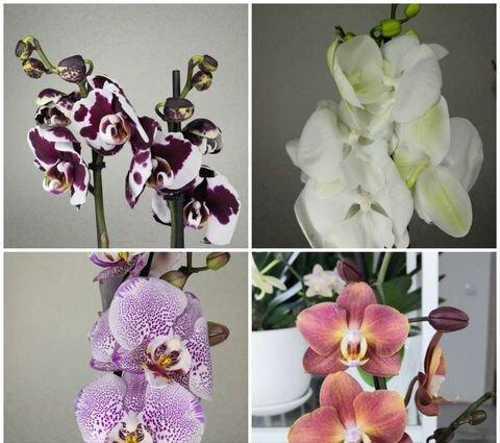 Орхидея фаленопсис Горизонт, Амстердам, биглипы