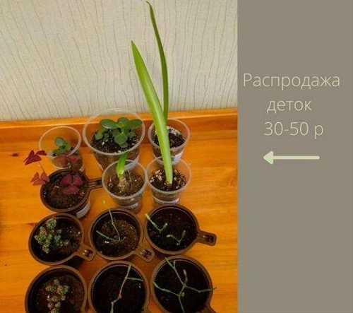 Продажа комнатных растений
