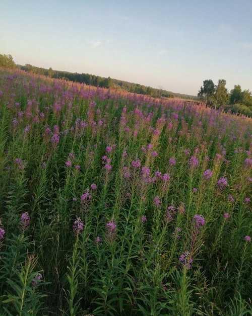 Иван чай, травы полевые