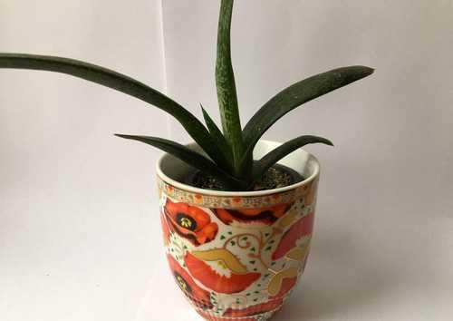 Гастерия (Gasteria)