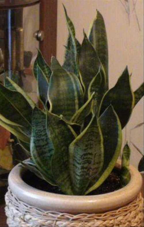 Детки Сансевиерия Ханни (Sansevieria Hahnii)