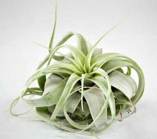 Tилландсия ксерографика Tillandsia xerographica