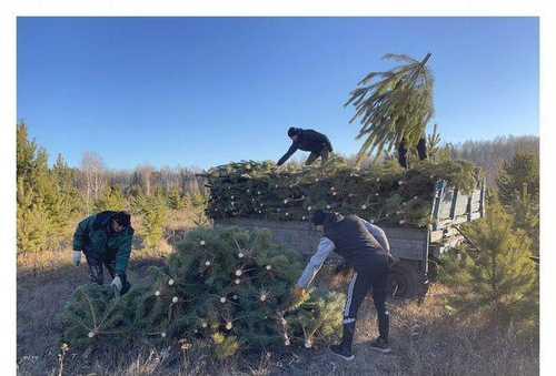 Сосна, ель, пихта, лапник