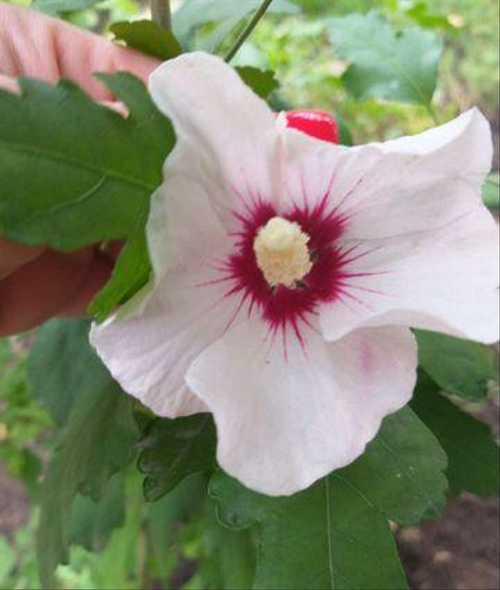 Гибискус древовидный