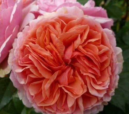 Чайно-гибридные розы Чиппндейл (Chippendale)