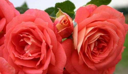 Саженцы розы Саммерсон (зкс)