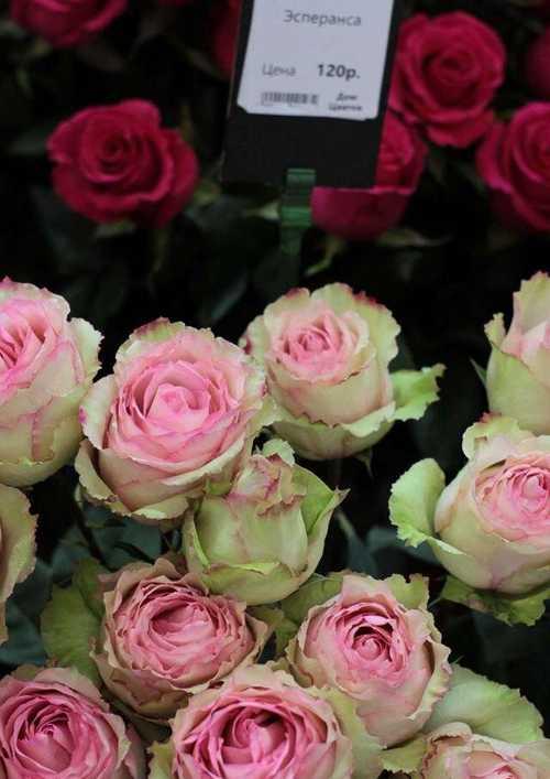 Цветы, розы "Эсперанса" 100 см. доставка