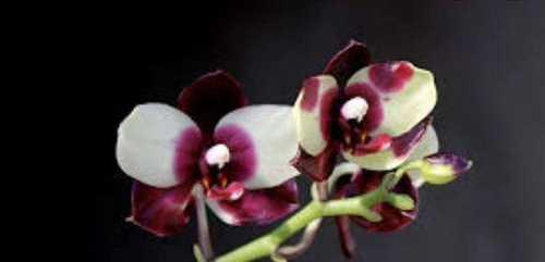 MCL 125 Phal. Mituo Diamond ‘ Panda